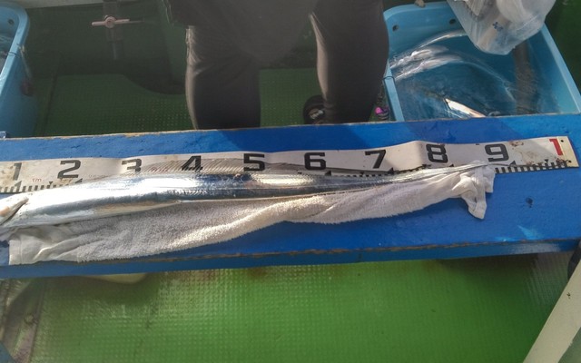 【2024年10月最新】徳丸（兵庫県）の最新釣果情報