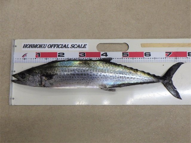 アジ29cm！1260匹！の釣果｜2024年12月11日｜本牧海づり施設（神奈川/横浜港本牧埠頭）｜釣割